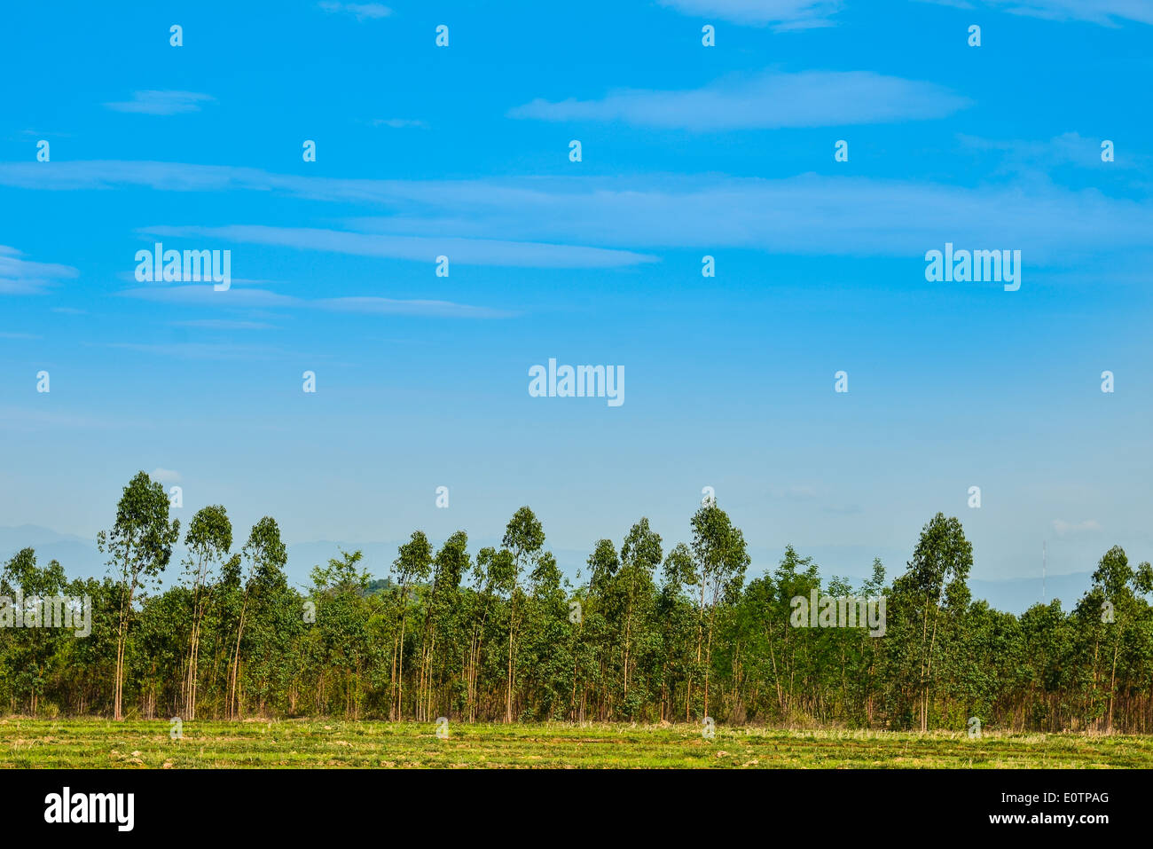 Eucaliptus plantation hi-res stock photography and images - Alamy