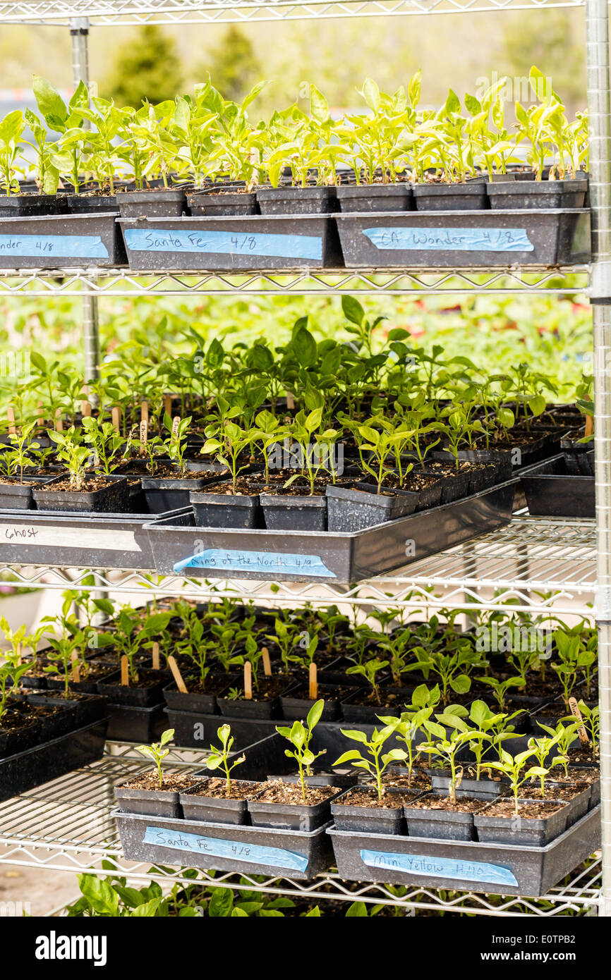 Plants in small containers in the greenhouse Stock Photo - Alamy
