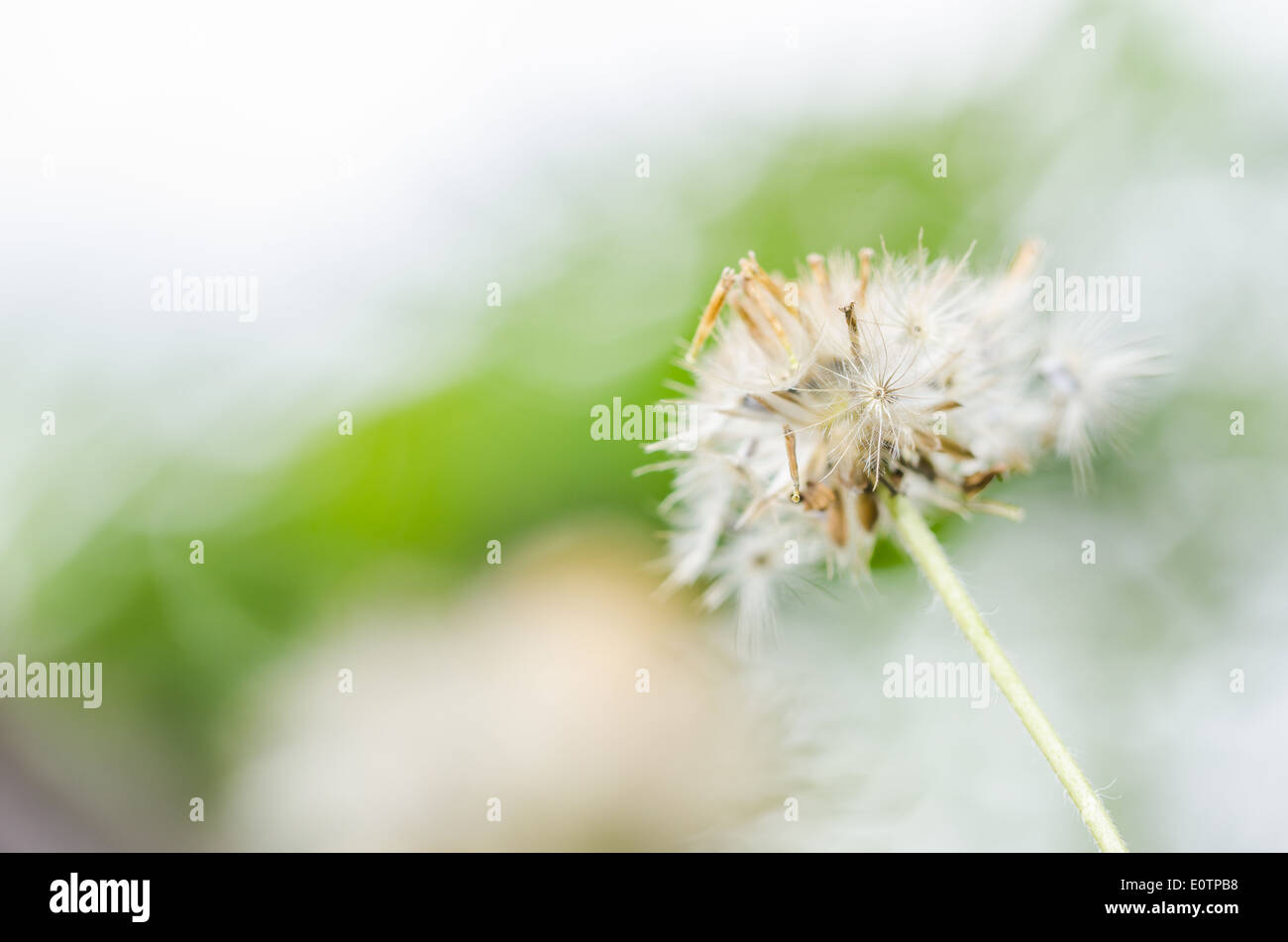 Flower plant weed in the nature or in the garden Stock Photo - Alamy