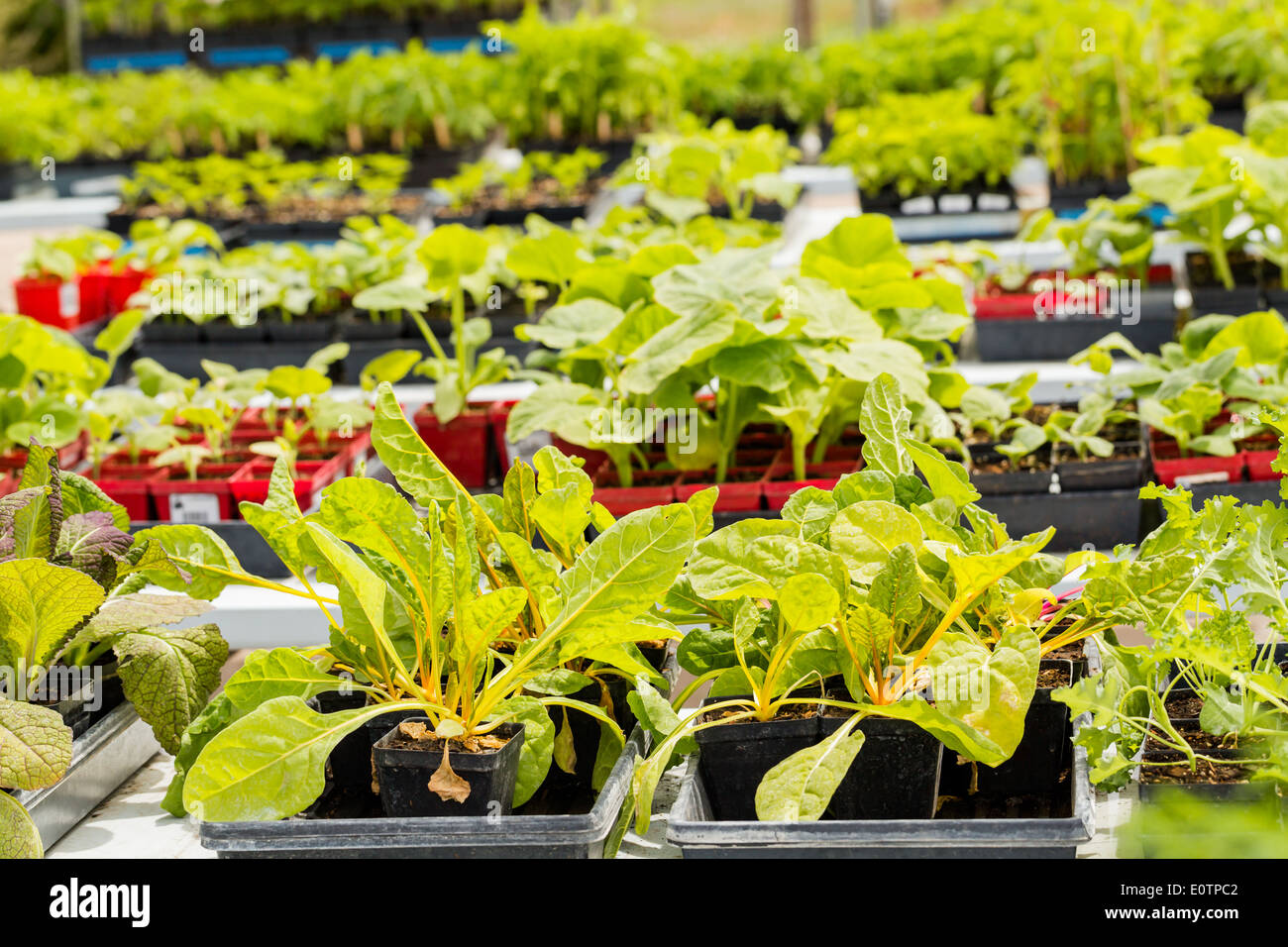 Plants in small containers in the greenhouse Stock Photo - Alamy