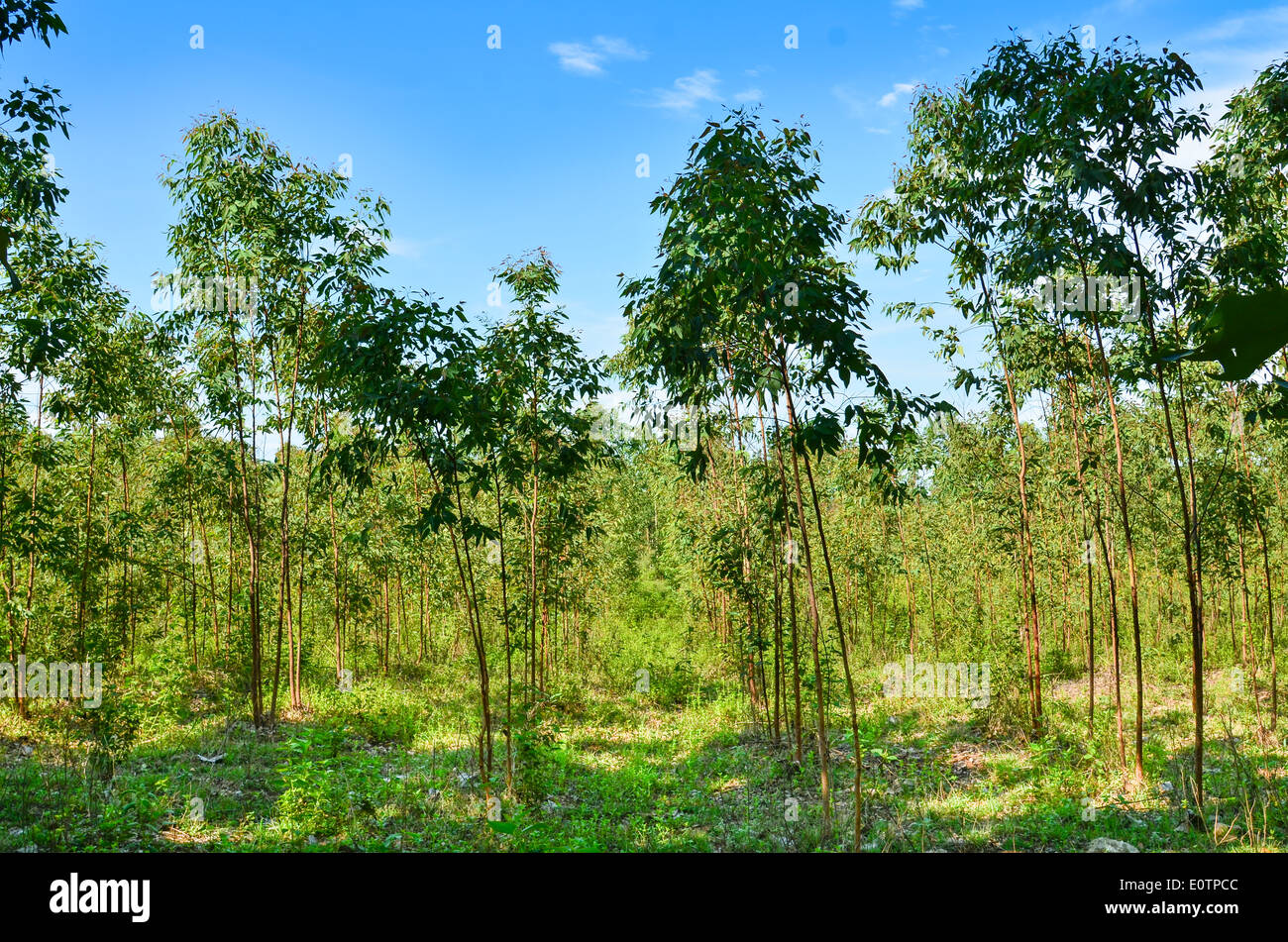 Eucaliptus plantation hi-res stock photography and images - Alamy