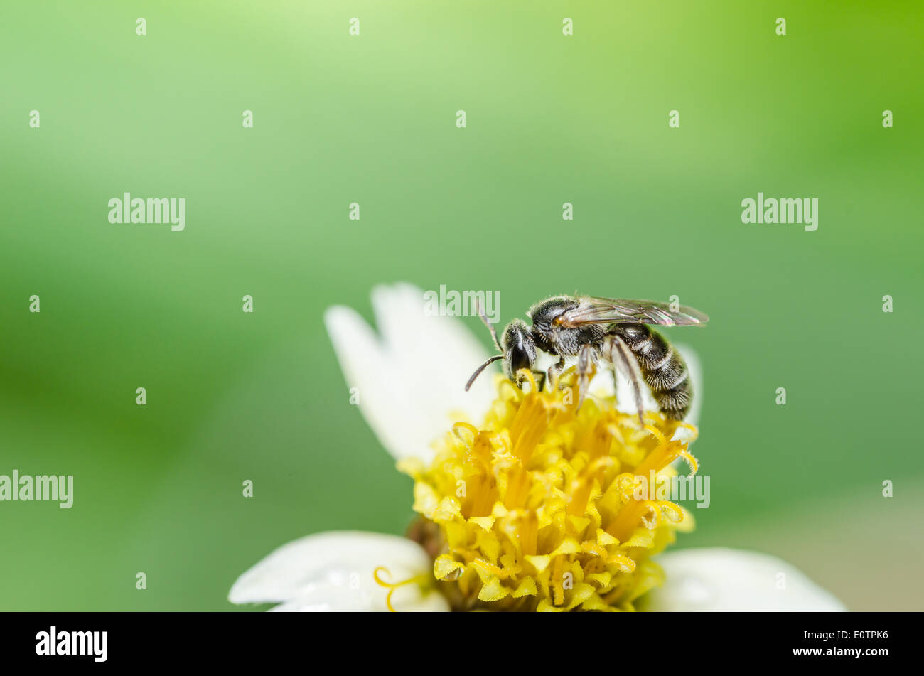 Bee in the green nature or in the garden Stock Photo - Alamy