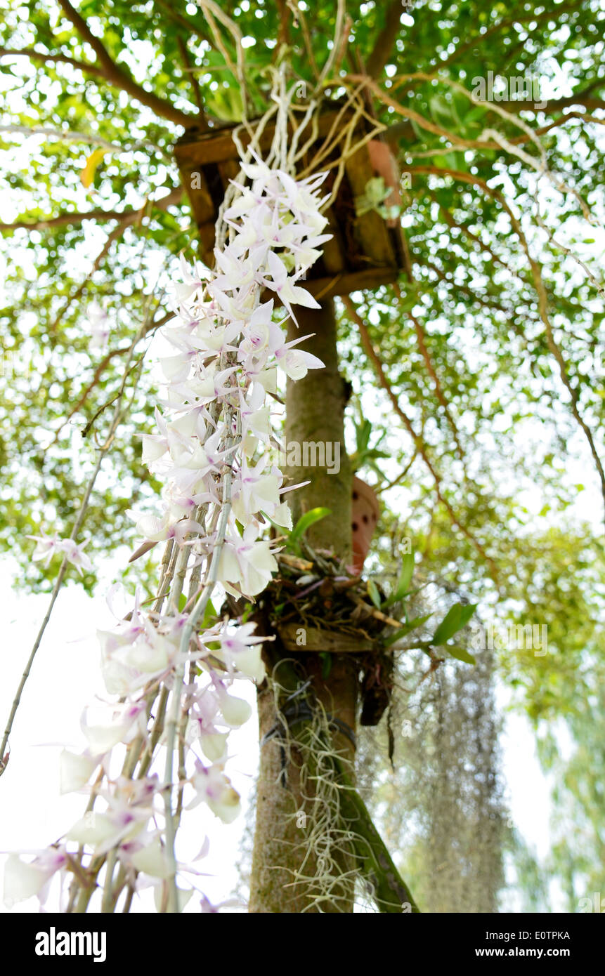 orchids on trees Stock Photo - Alamy