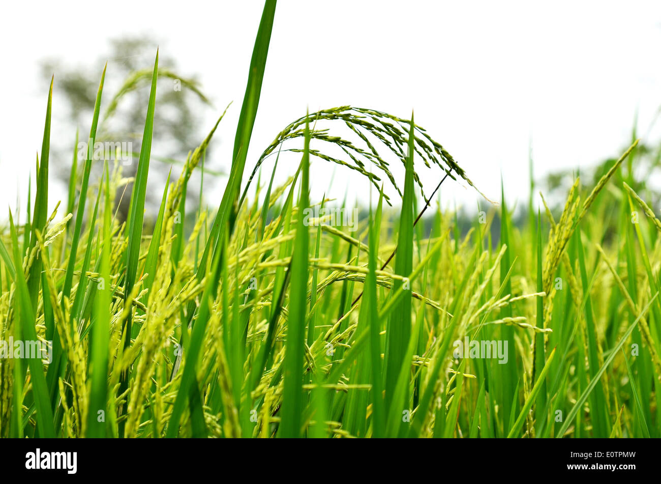 Rice crop ready for harvest Stock Photo - Alamy