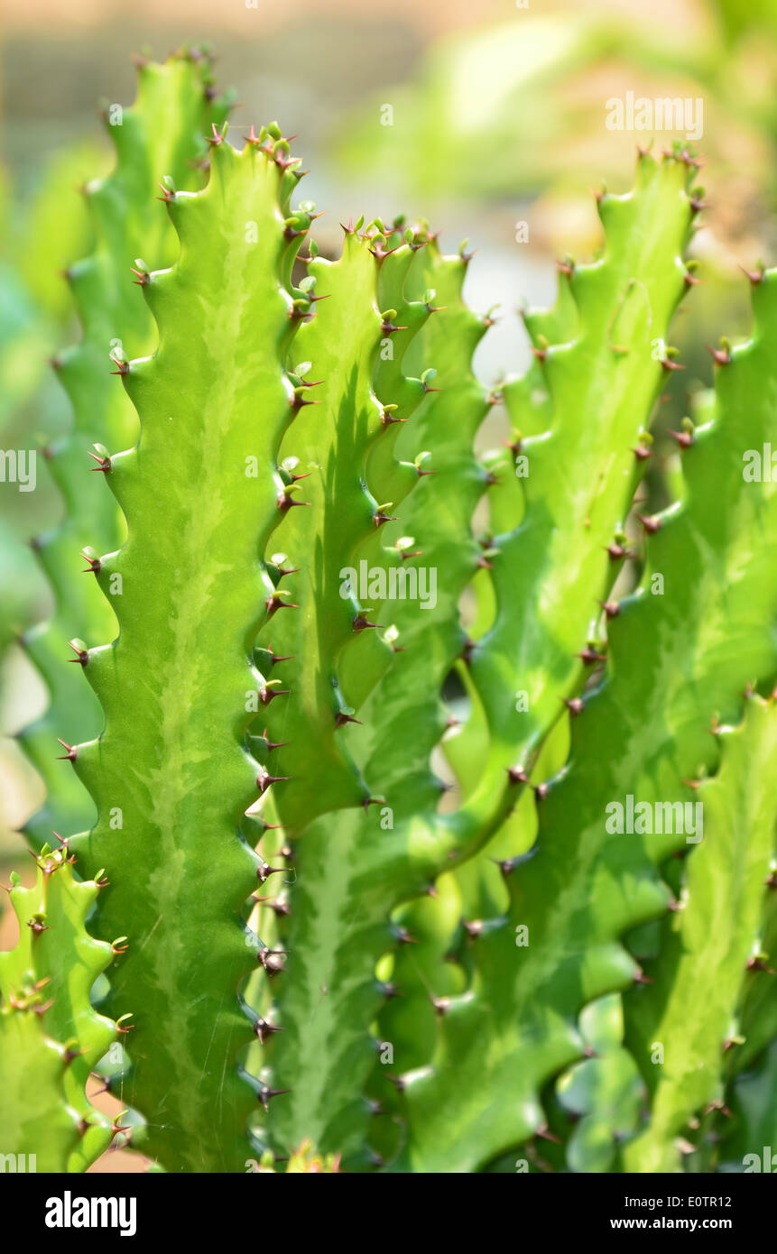 Groups of green cactus budding Stock Photo - Alamy