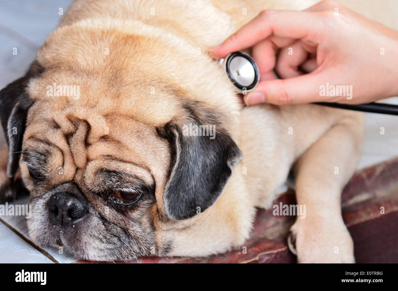 Cute pug dog at the vet getting a checkup Stock Photo - Alamy