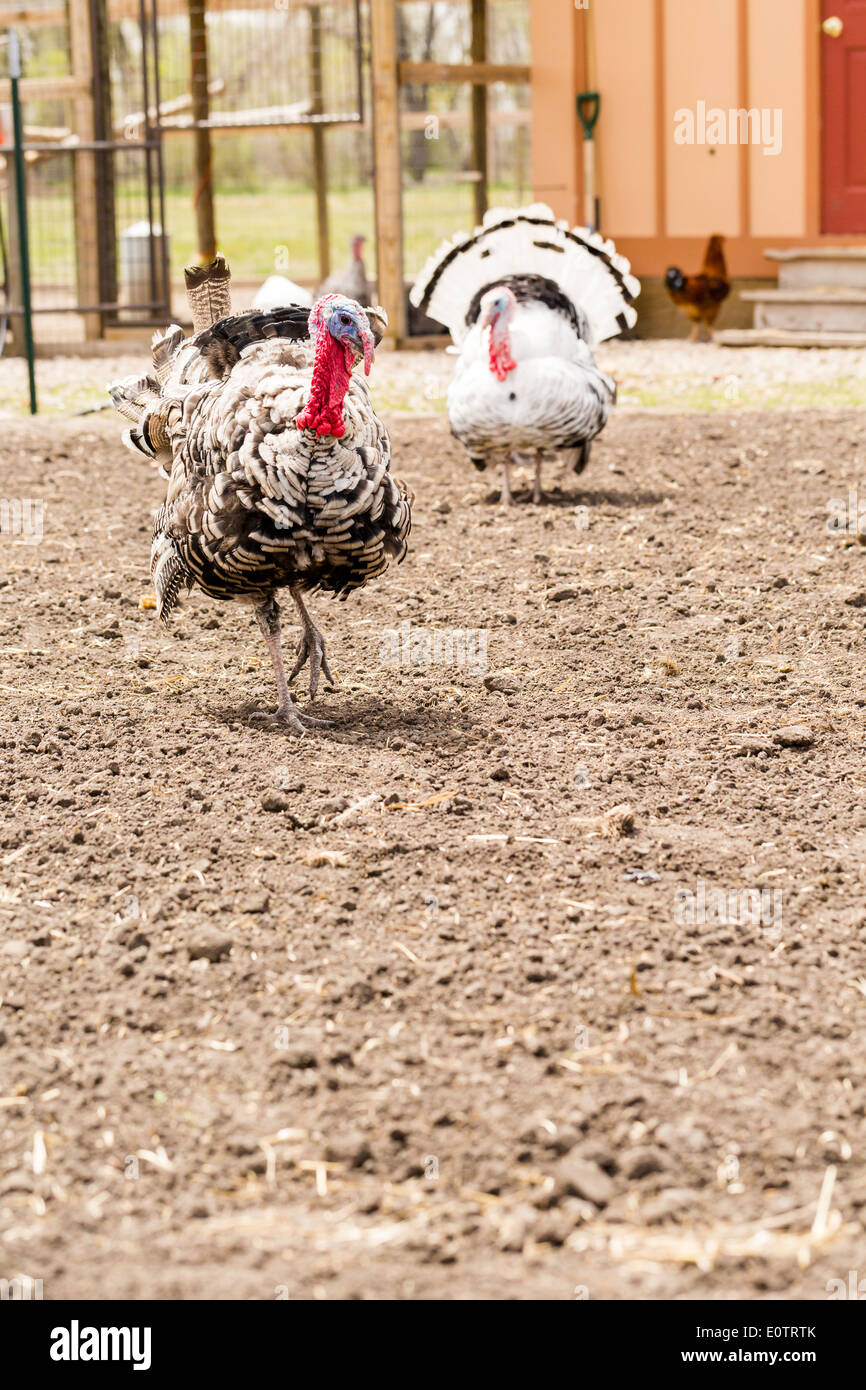 White turkey at the small urban farm Stock Photo - Alamy