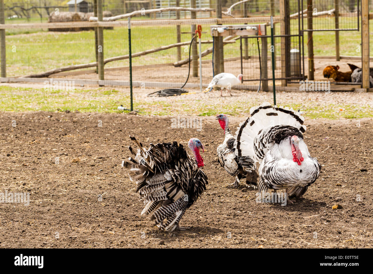 White turkey at the small urban farm Stock Photo - Alamy