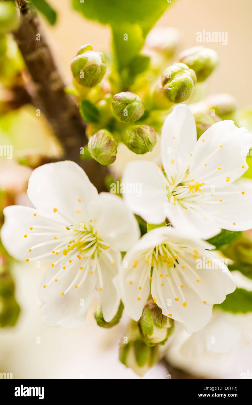 Close up of the apple tree in bloom Stock Photo - Alamy