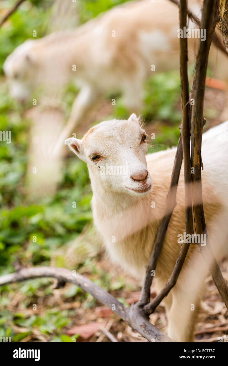 Baby goats at the small urban goat farm Stock Photo - Alamy
