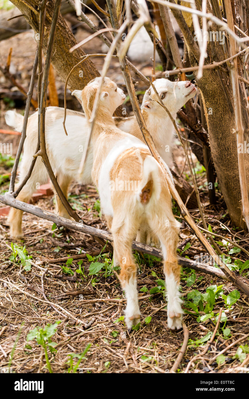 Baby goats at the small urban goat farm Stock Photo - Alamy