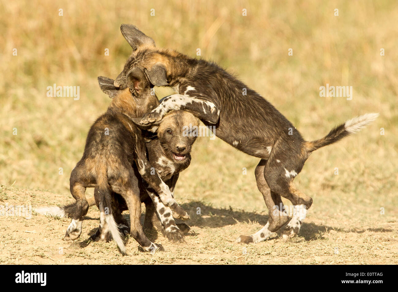 Three wild dog pups at the den, Laikipia Kenya Africa Stock Photo - Alamy
