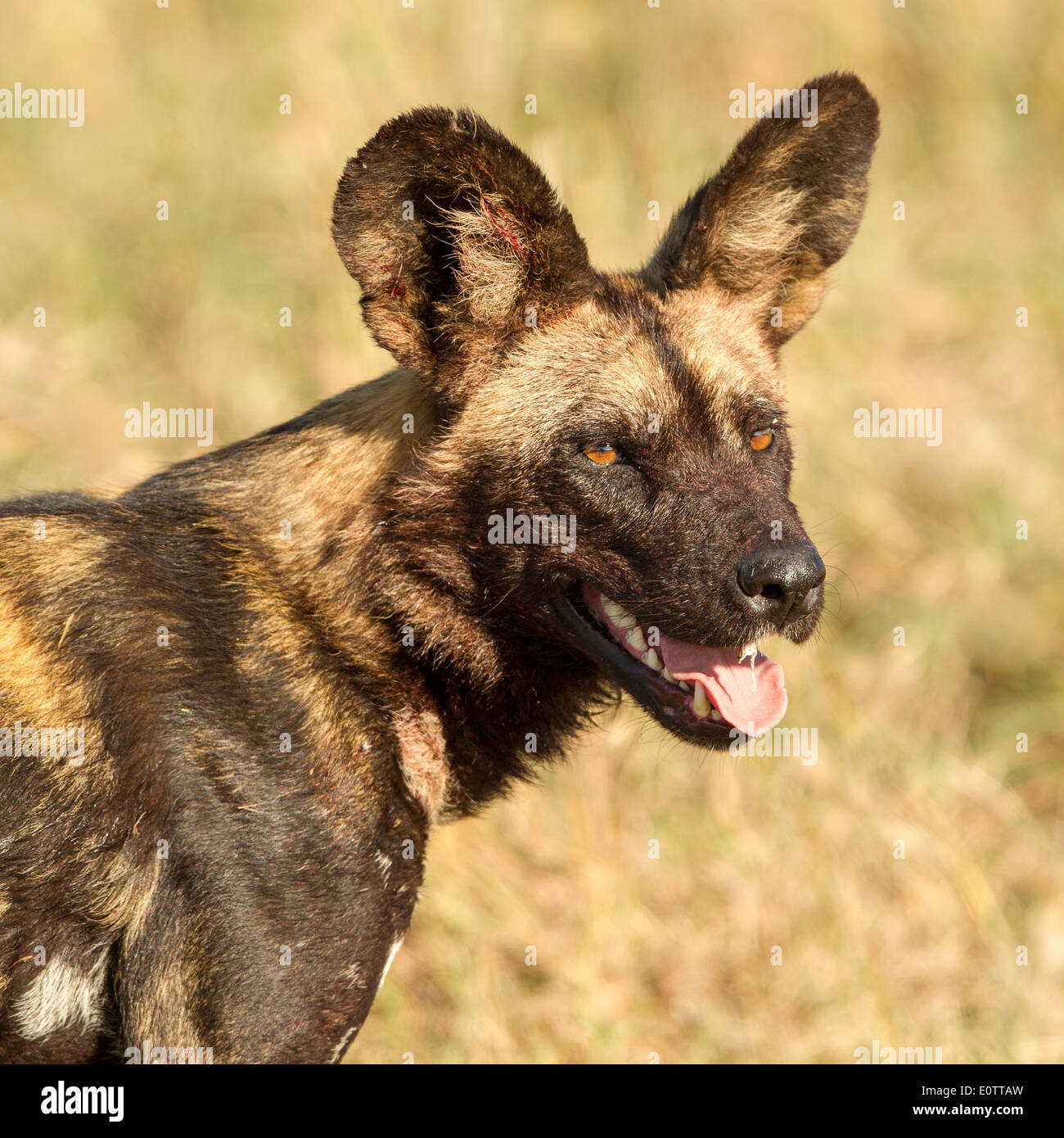Female african wild dog lycaon hi-res stock photography and images - Alamy
