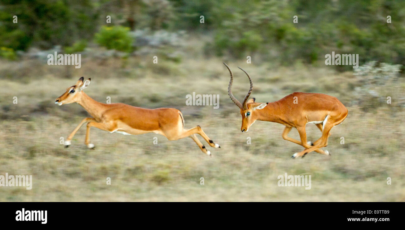 Male Impala chasing a female at high speed, Laikipia, Kenya, Africa ...