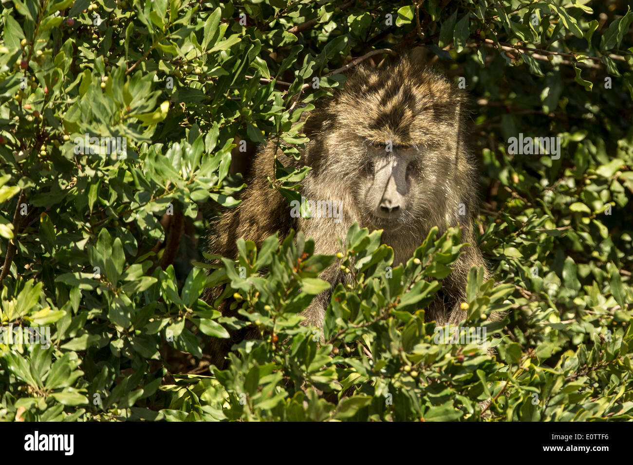 Olive Baboon feeding in a tree, Laikipia, Kenya, Africa Stock Photo - Alamy