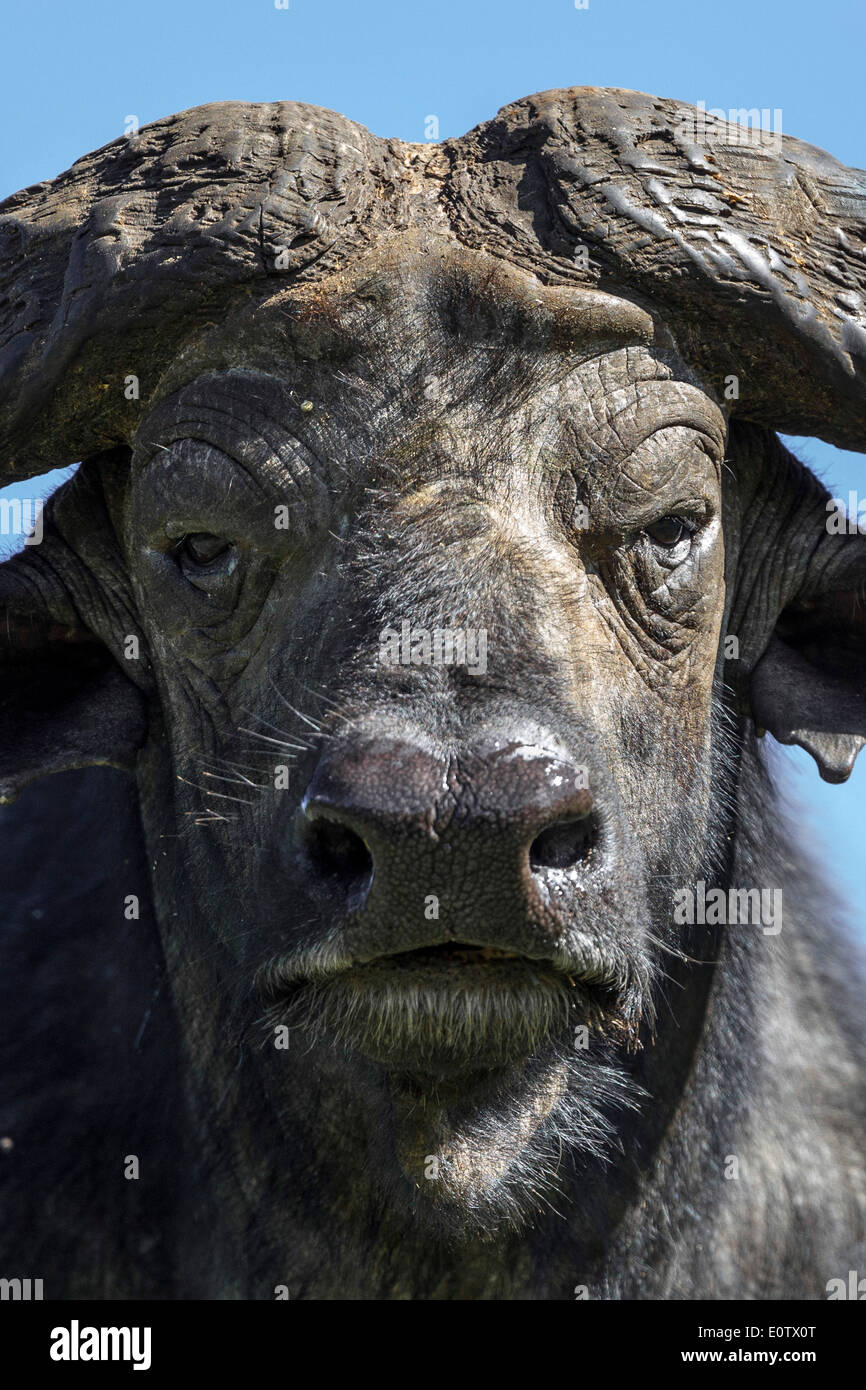 Cape Buffalo close up of head face on, Laikipia Kenya Africa Stock ...