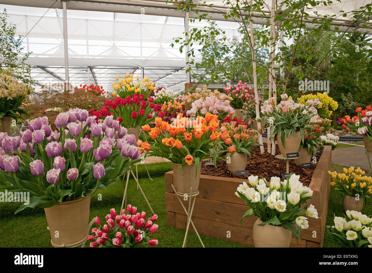 Chelsea, London, UK. 19th May 2014. Tulips on display at the RHS ...