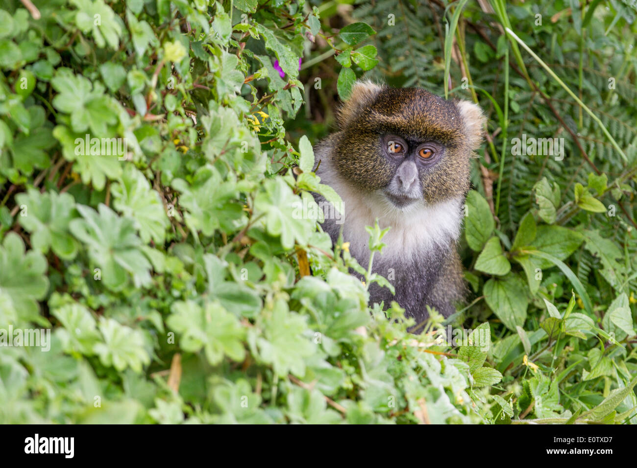 Sykes monkey part hidden in undergrowth, looking, Aberdare National ...