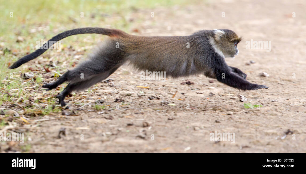 Monkey stretching hi-res stock photography and images - Alamy