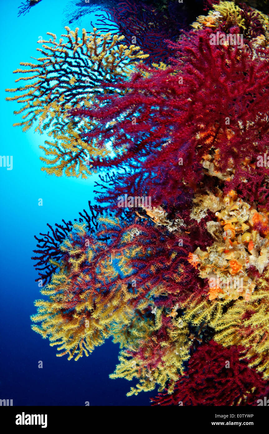 Gorgonians hi-res stock photography and images - Alamy