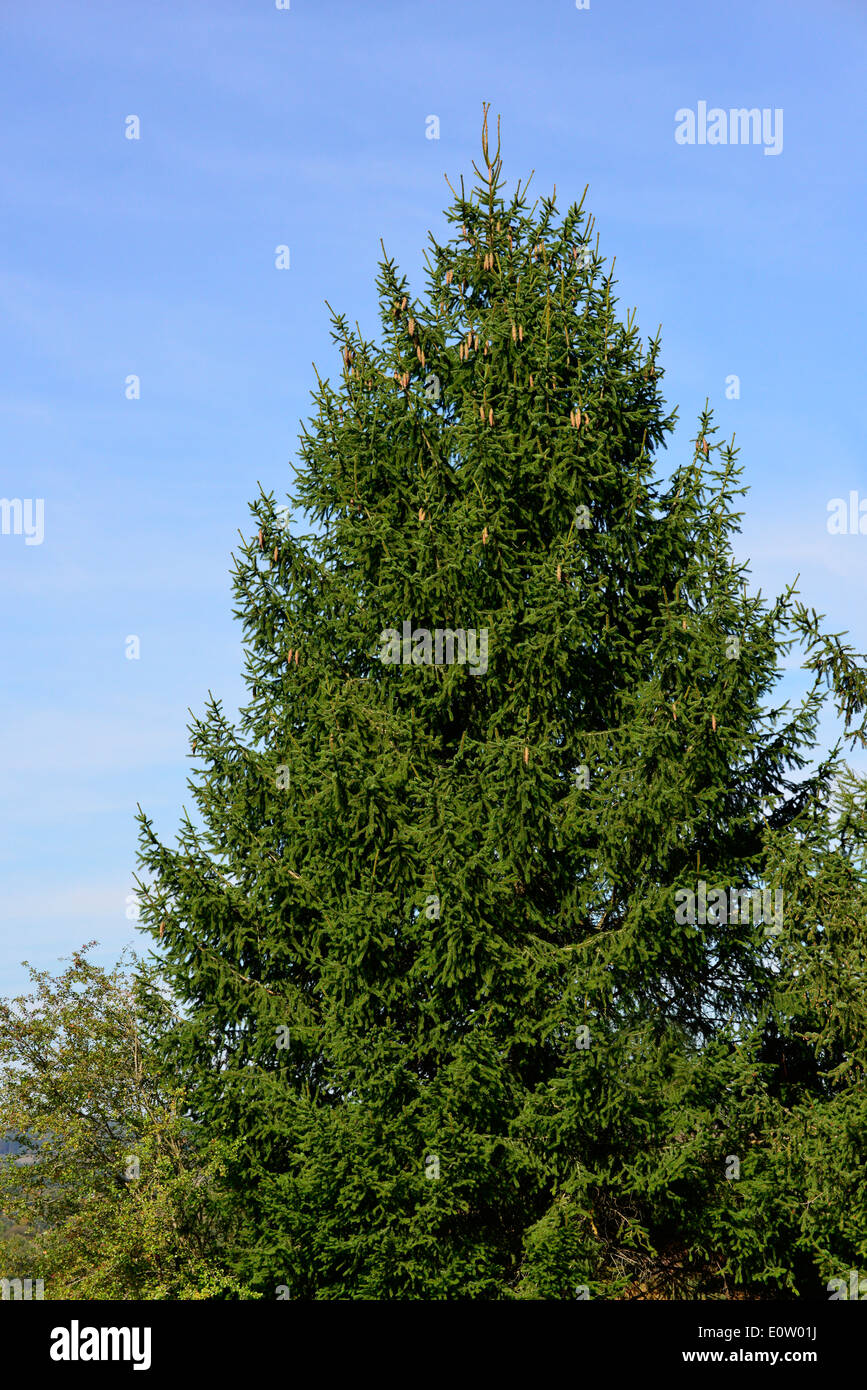 Norway Spruce, Common Spruce (Picea abies), healthy tree Stock Photo ...