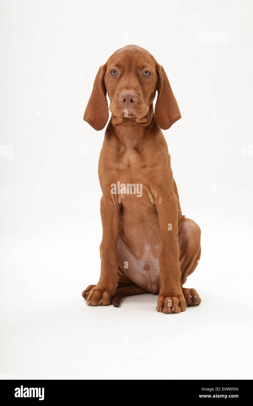 Smooth-haired Hungarian Vizsla (Canis lupus familiaris). Puppy sitting ...