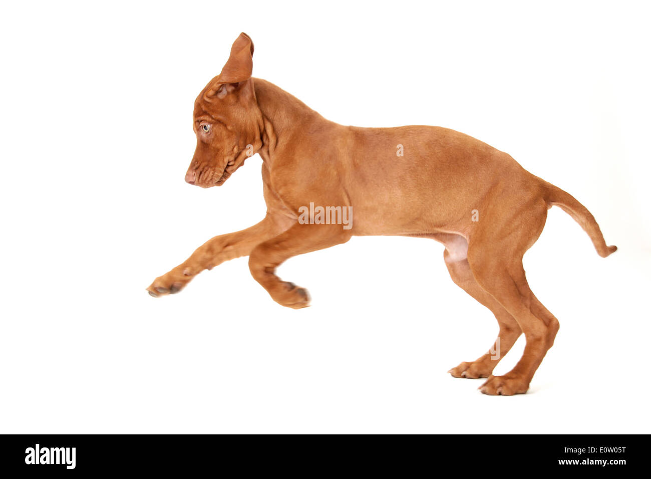Smooth-haired Hungarian Vizsla (Canis lupus familiaris). Puppy leaping ...