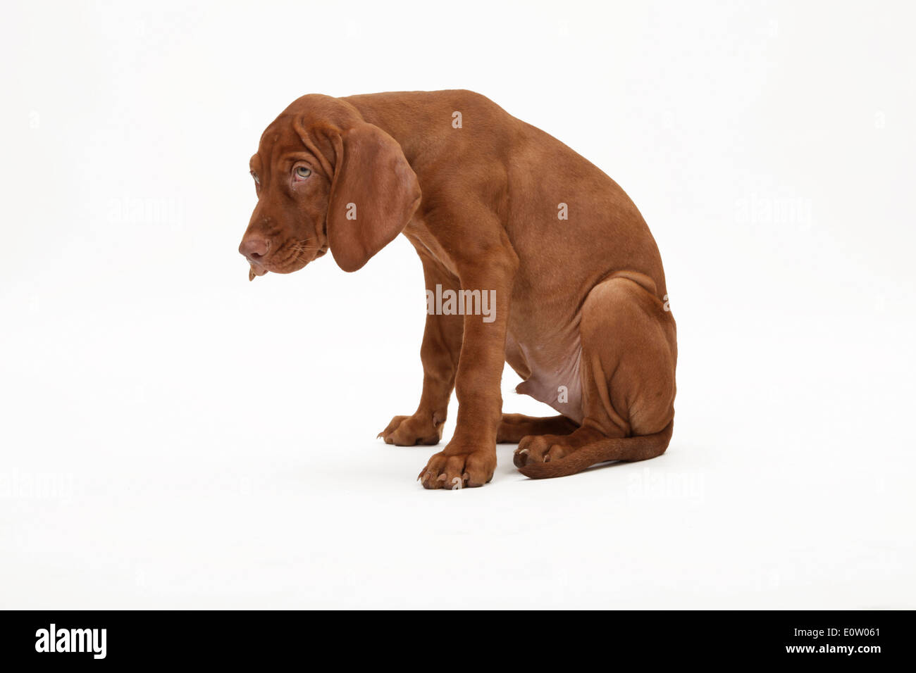 Smooth-haired Hungarian Vizsla (Canis lupus familiaris). Puppy sitting ...