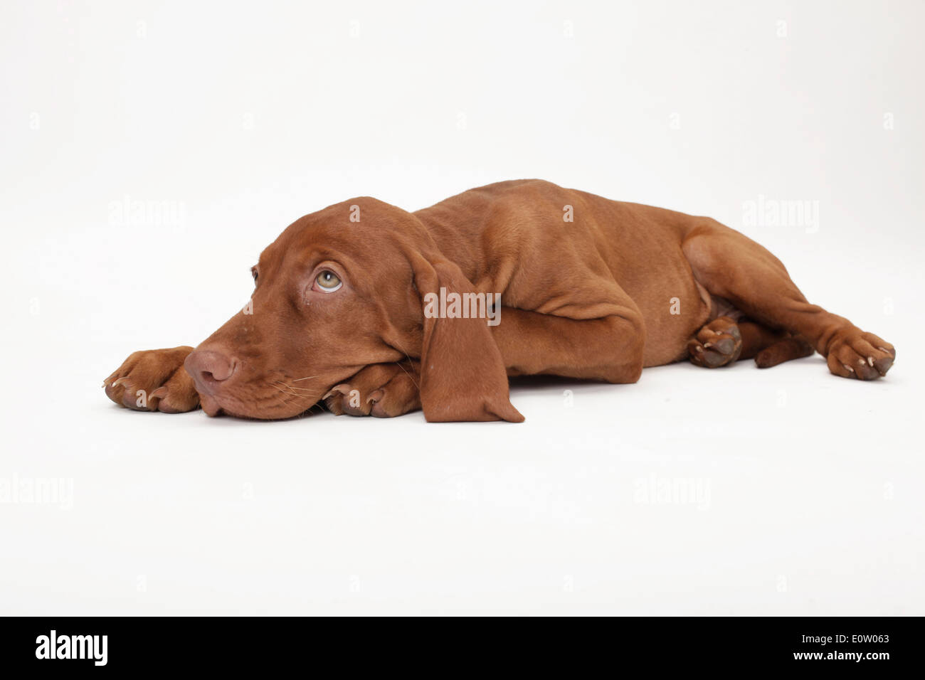 Smooth-haired Hungarian Vizsla (Canis lupus familiaris). Puppy lying ...