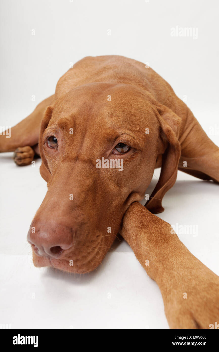 Smooth-haired Hungarian Vizsla (Canis lupus familiaris). Puppy lying ...