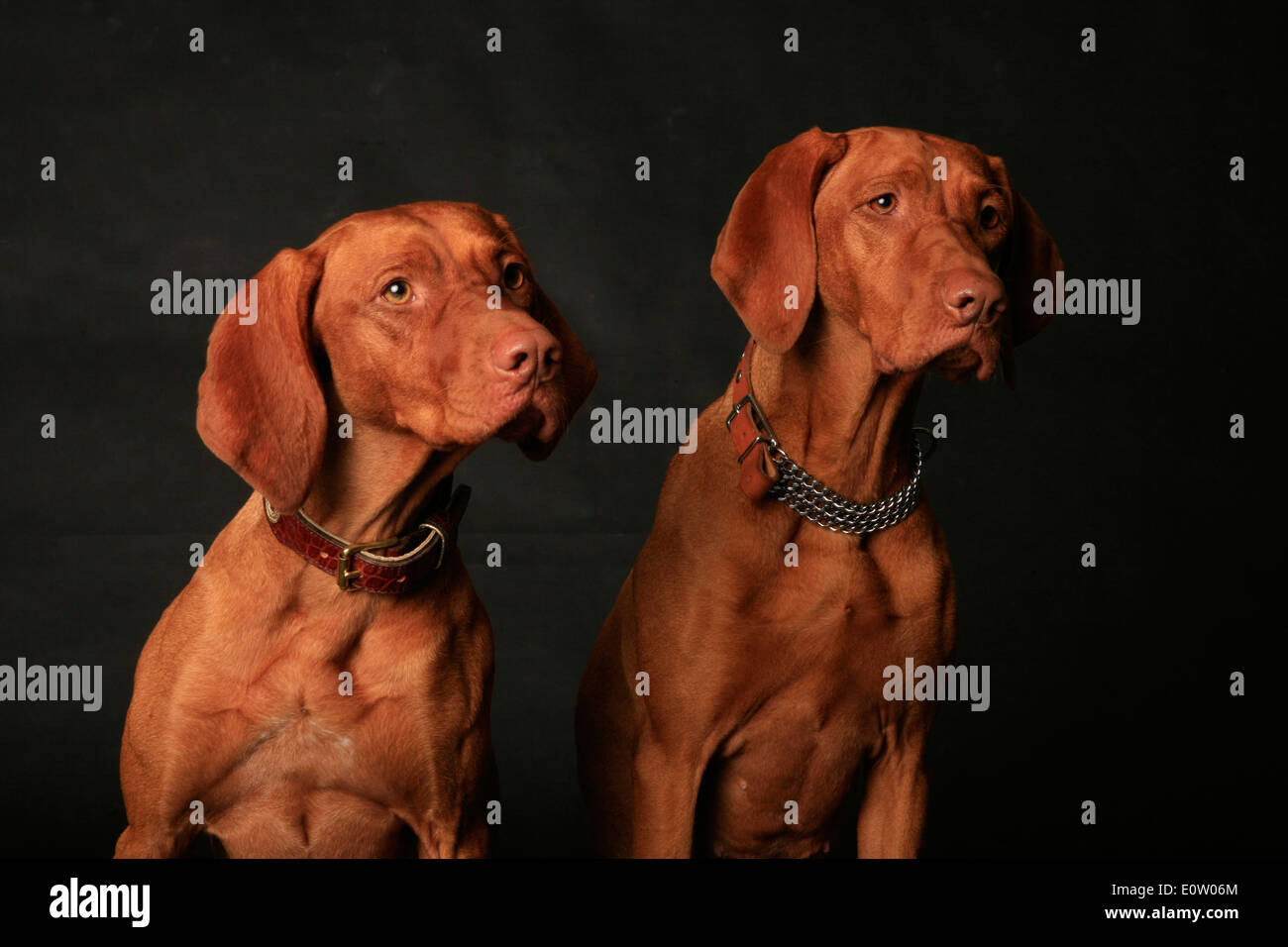 Smooth-haired Hungarian Vizsla (Canis lupus familiaris). Two bitches ...