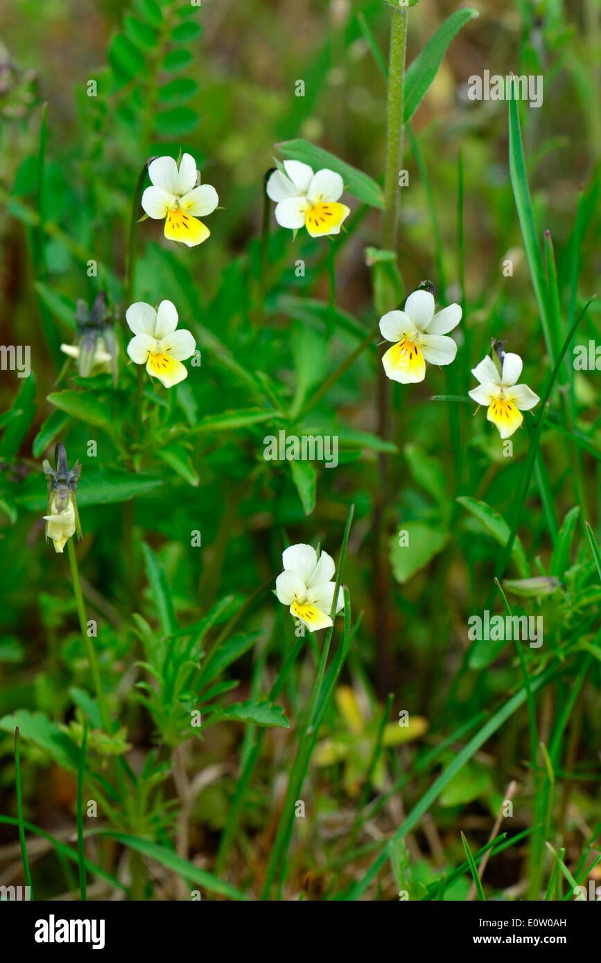 Field Pansy (Viola arvensis), flowering plant. Germany Stock Photo - Alamy