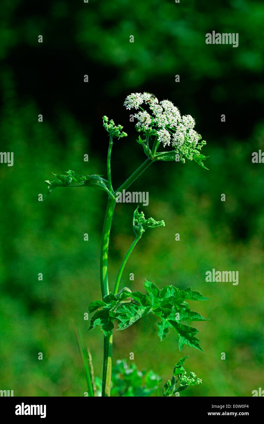 Common Hogweed (Heracleum sphondylium), flowering stalk Stock Photo - Alamy