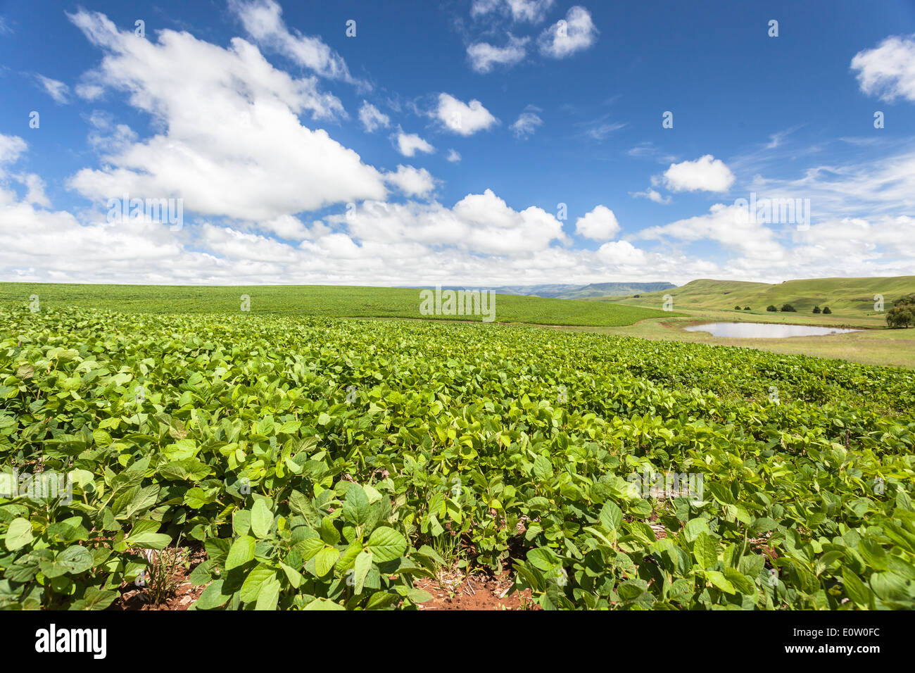 Farming vegetable crops over the summer mountain fields landscape Stock ...