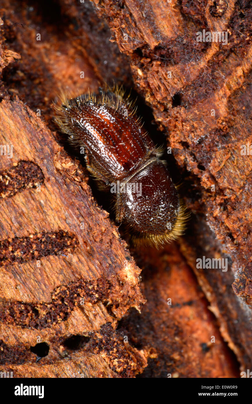 European Spruce Bark Beetle (Ips typographus), beetle in tunnel ...
