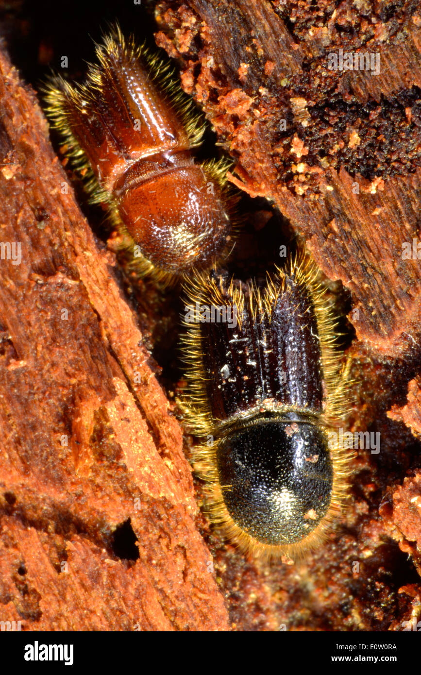 European Spruce Bark Beetle (Ips typographus), beetles in tunnel ...