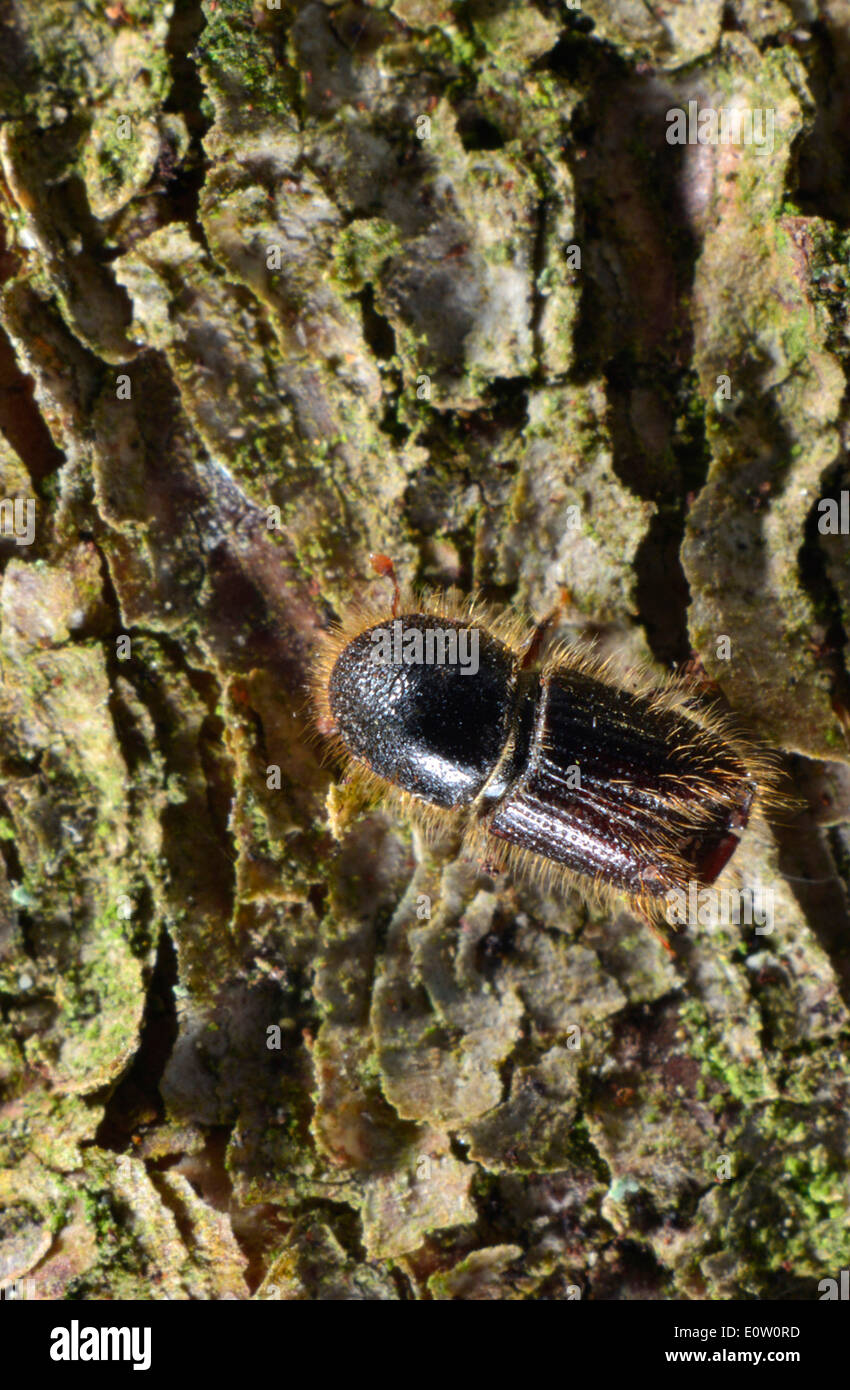 European Spruce Bark Beetle (Ips typographus), beetle on bark. Germany ...