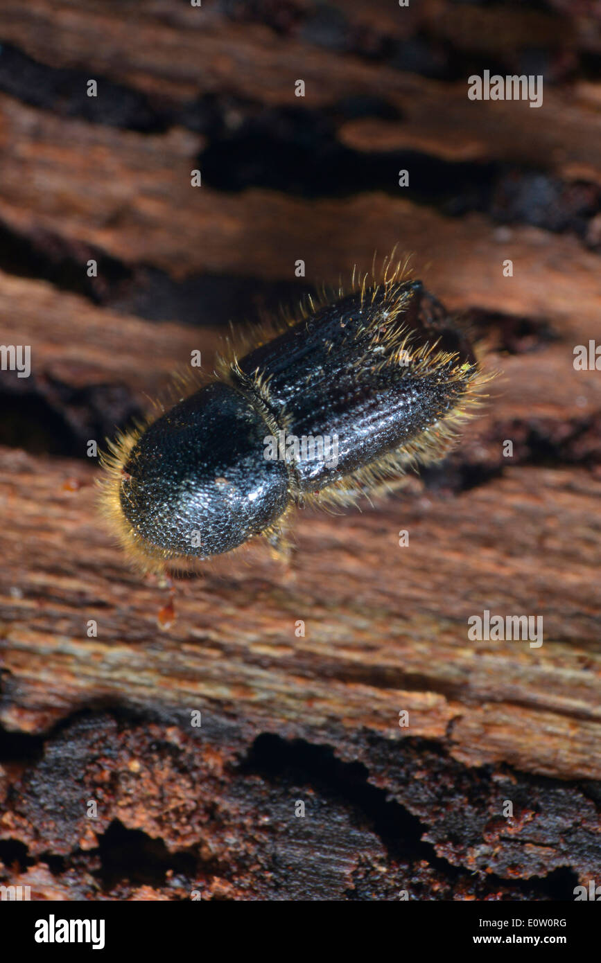 European Spruce Bark Beetle (Ips typographus), beetle on bark. Germany ...