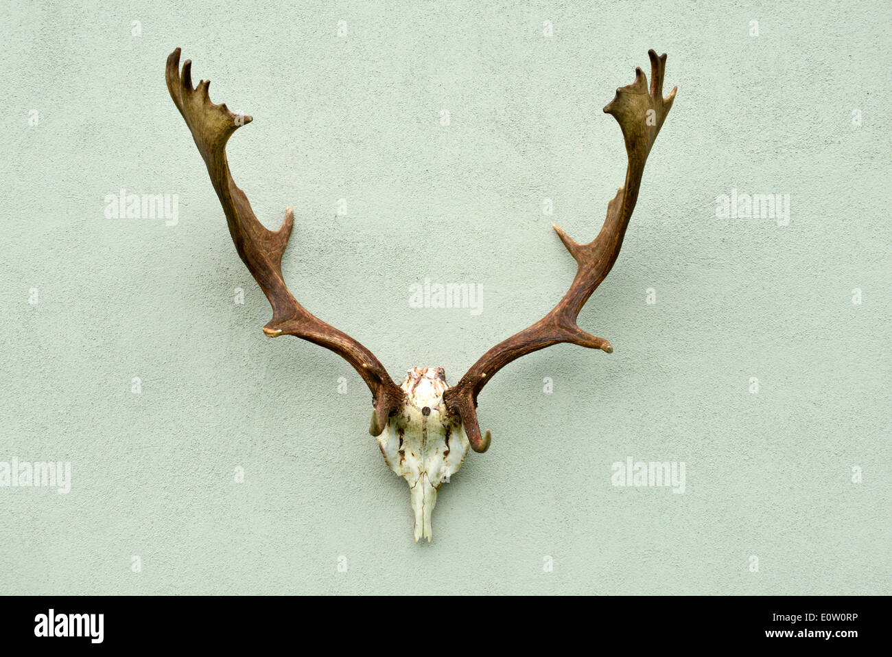 Fallow Deer (Cervus dama, Dama dama). Antlers mounted as hunting trophy ...