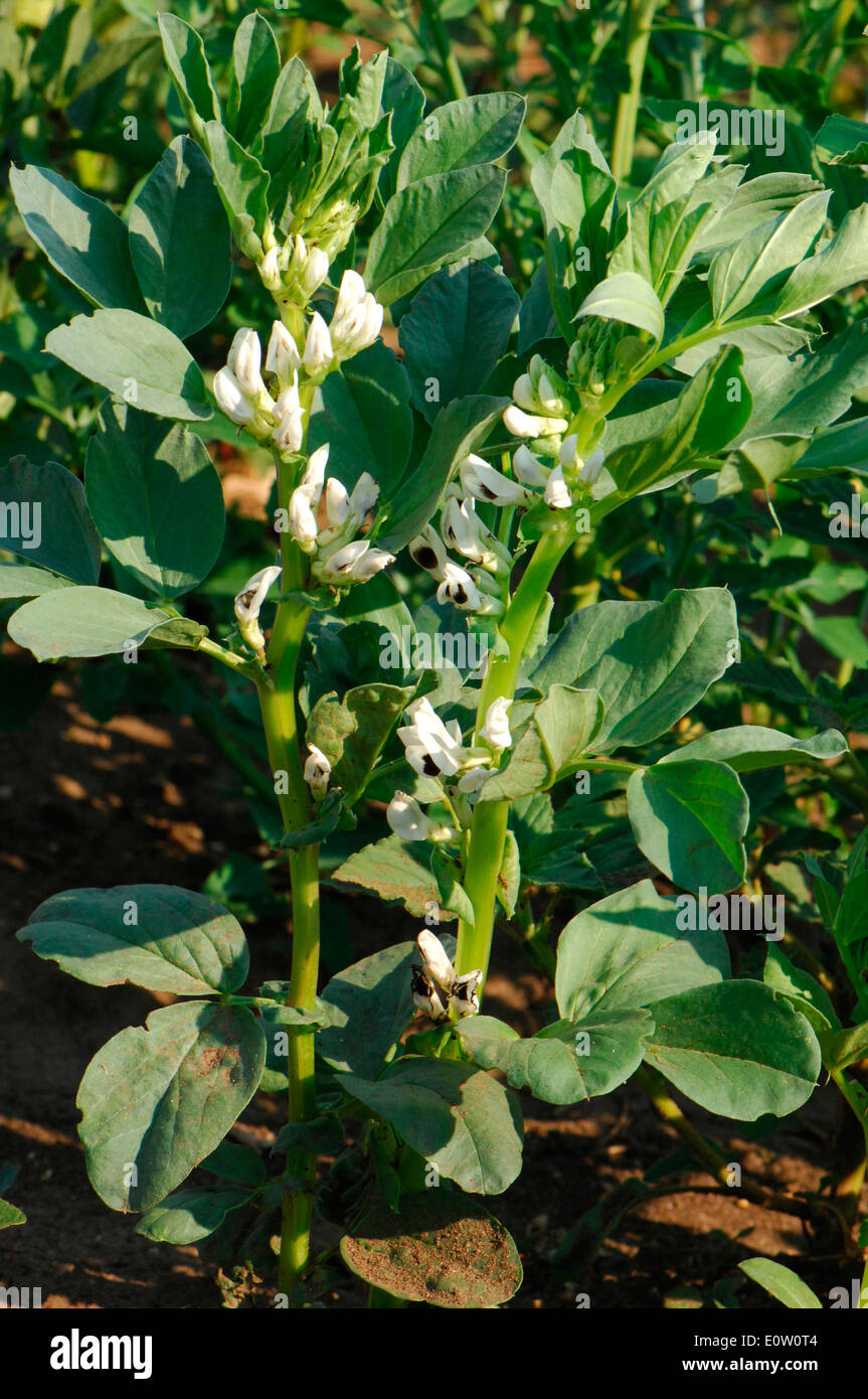 Broad Bean (Vicia faba), flowering stalk Stock Photo - Alamy