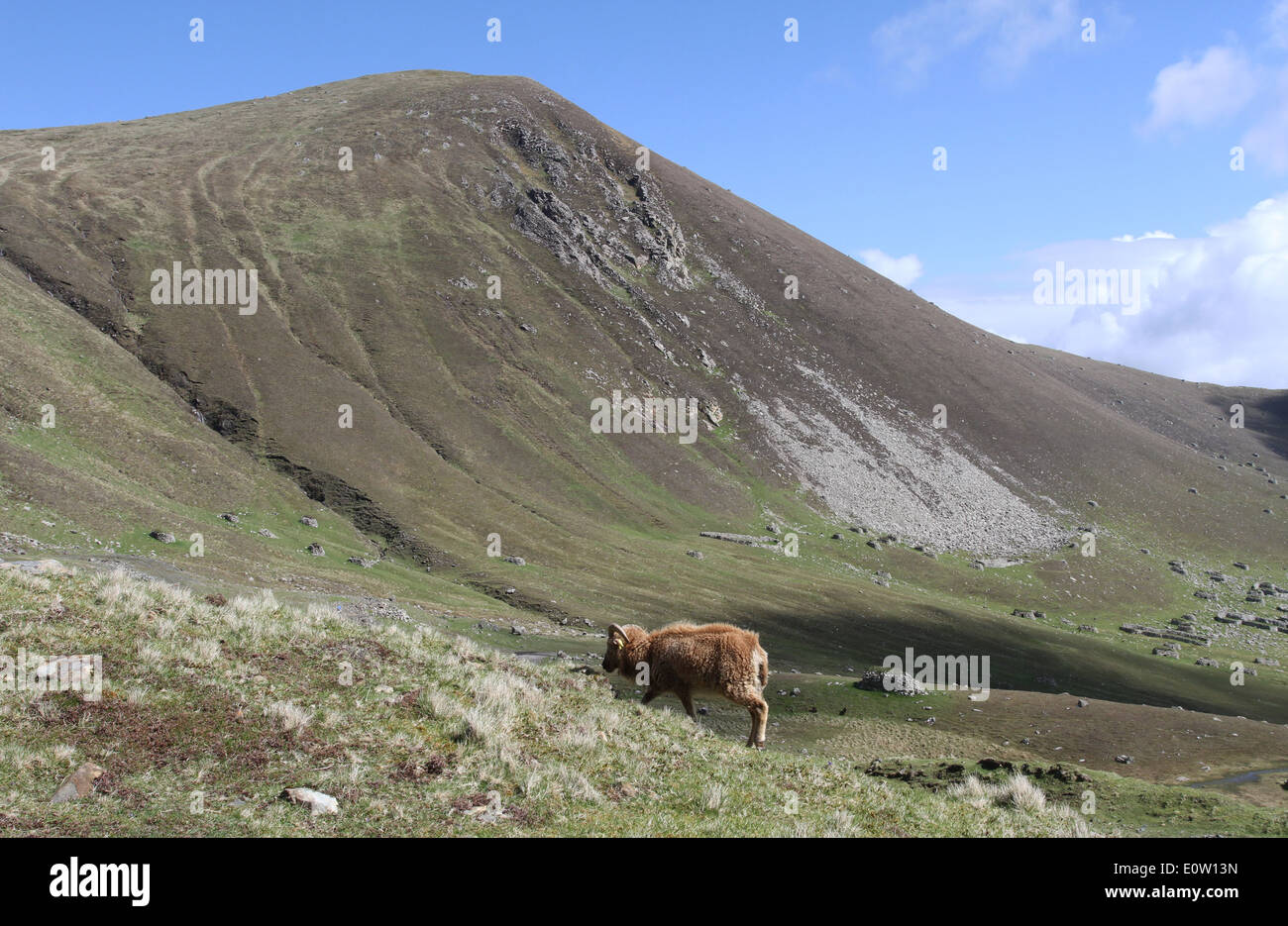Soay sheep and Conachair Hirta St Kilda Scotland May 2014 Stock Photo ...