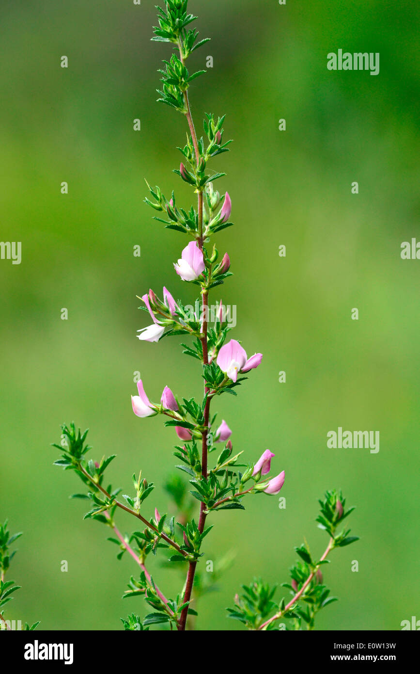 Spiny Restharrow (Ononis spinosa), flowering twig Stock Photo - Alamy