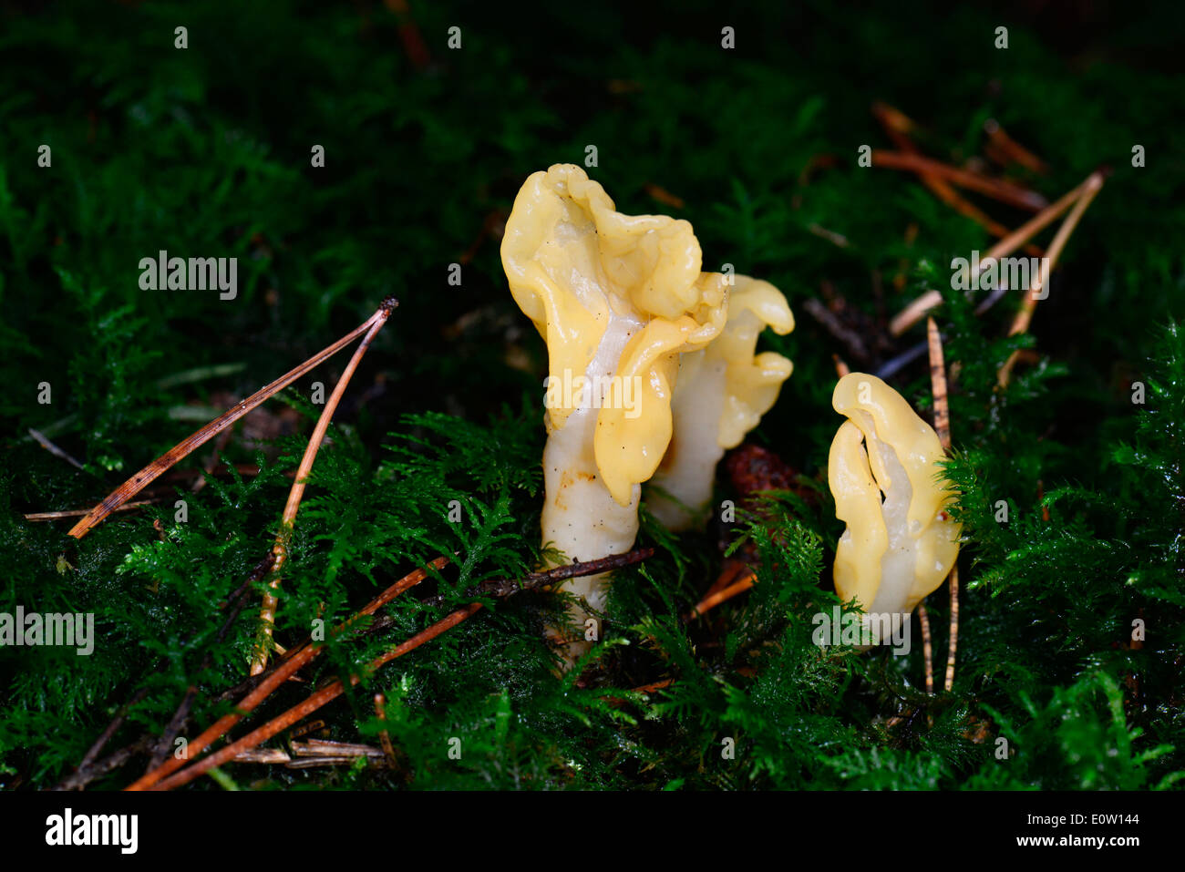Yellow Earth Tongue, Yellow Fan, Fairy Fan (Spathularia flavida) in ...