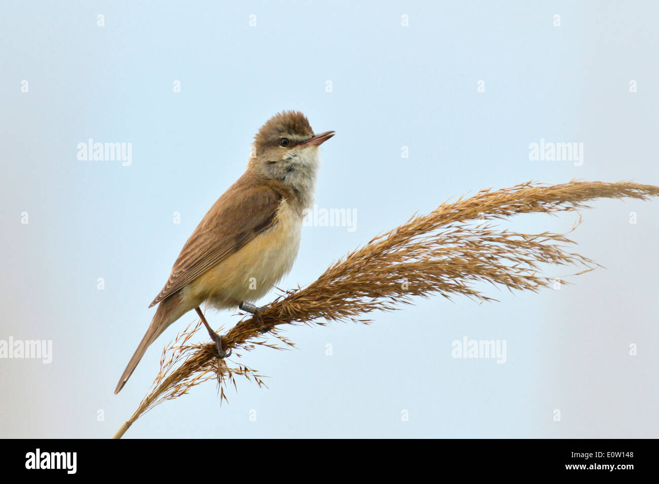 Great Reed Warbler (Acrocephalus arundinaceus), male perched on reed ...
