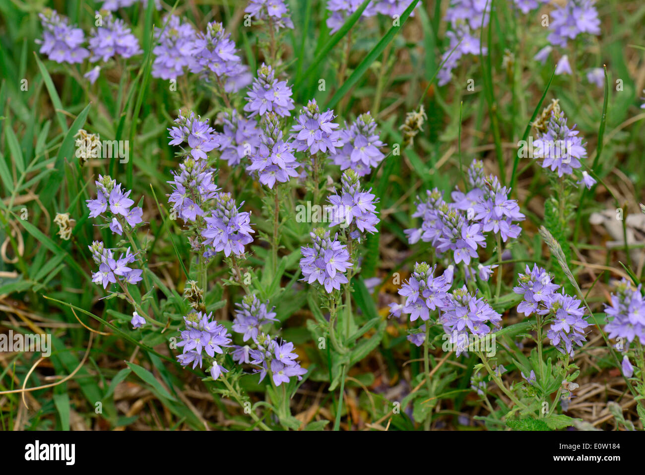 Prostrate Speedwell, Sprawling Speedwell (Veronica prostrata ...