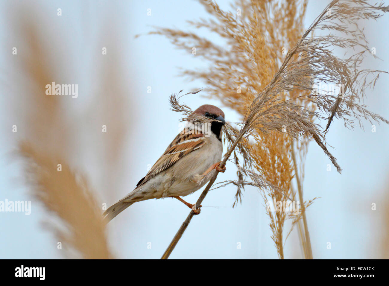 Eurasian tree sparrow nesting behavior hi-res stock photography and ...