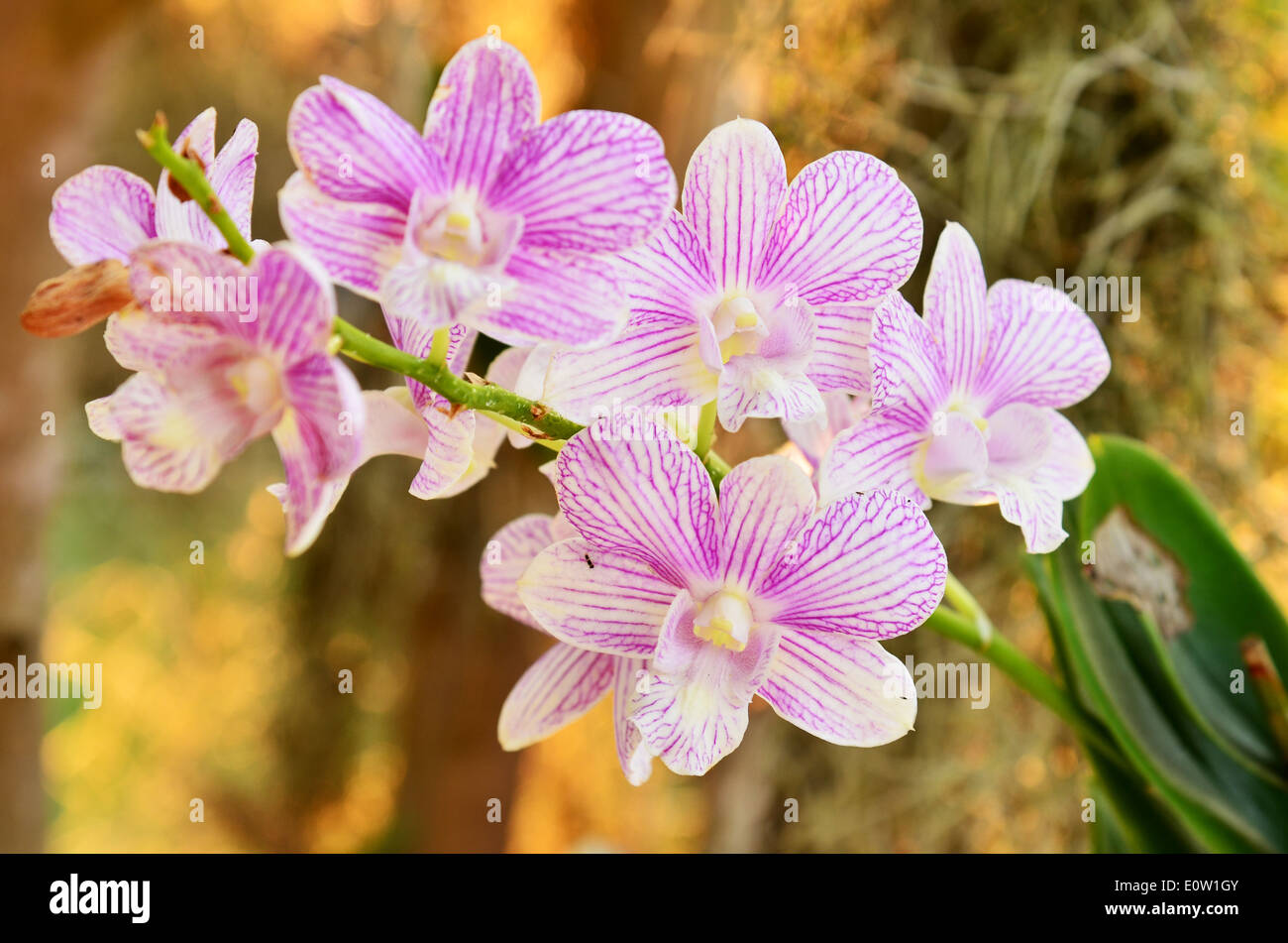 Beautiful purple orchid orchidaceae hi-res stock photography and images ...