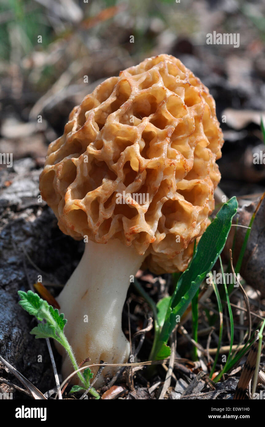 Yellow Morel, Common Morel (Morchella esculenta), a highly sought after ...