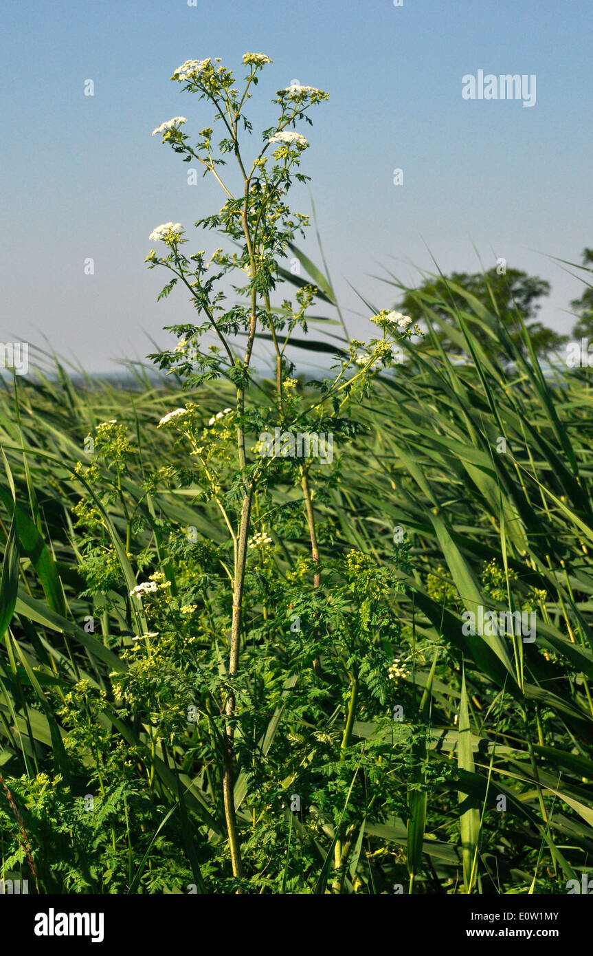 Poison hemlock conium maculatum hi-res stock photography and images - Alamy