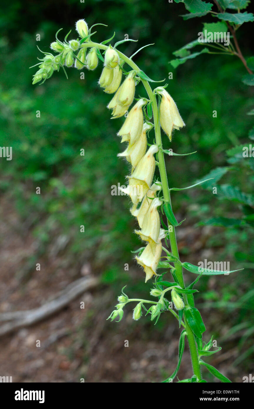 Yellow Foxglove (Digitalis lutea), flowering. Germany Stock Photo - Alamy